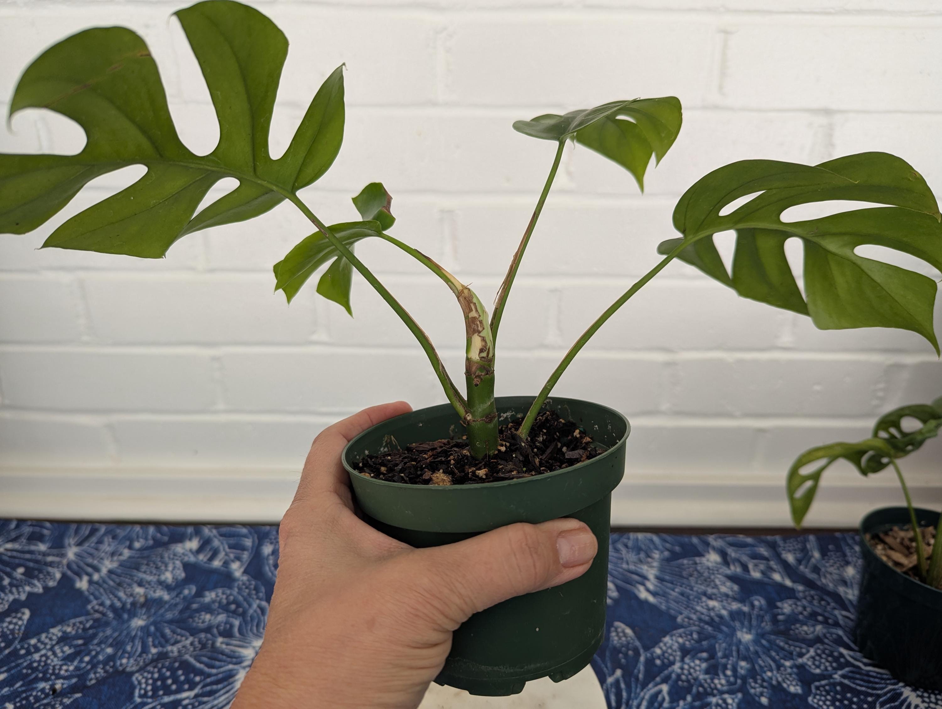 Mini Monstera - Rhaphidophora Tetrasperma - Philodendron 'minima' - 4 ...