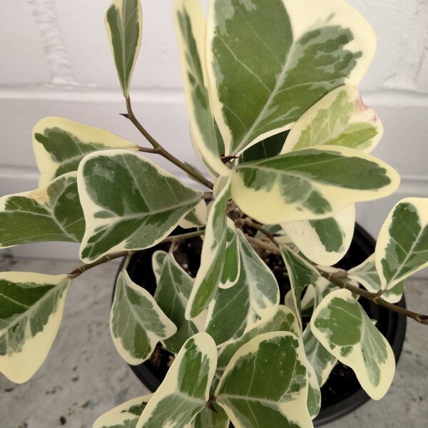 Ficus Triangularis Variegated - Etsy