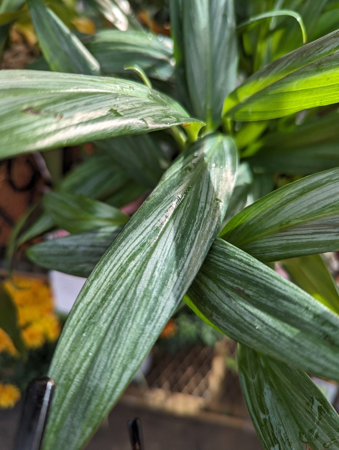 Pothos - Silver Streak Pothos - Epipremnum Amplissimum - Etsy