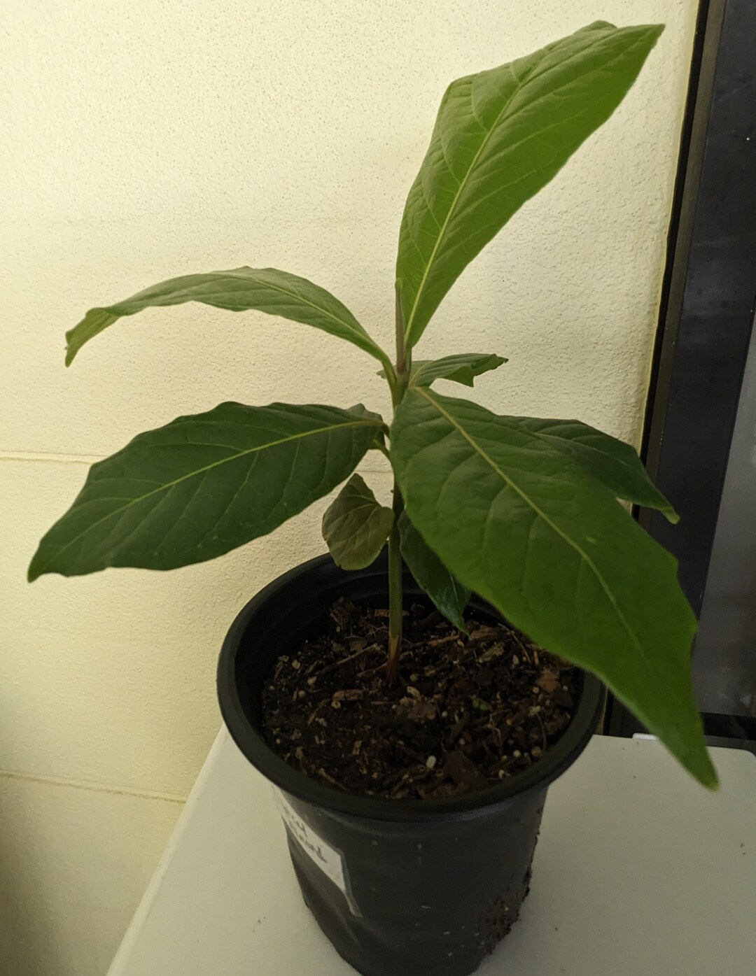 Tropical Almond Tree - Terminalia Catappa - Indian Almond - Rooted ...