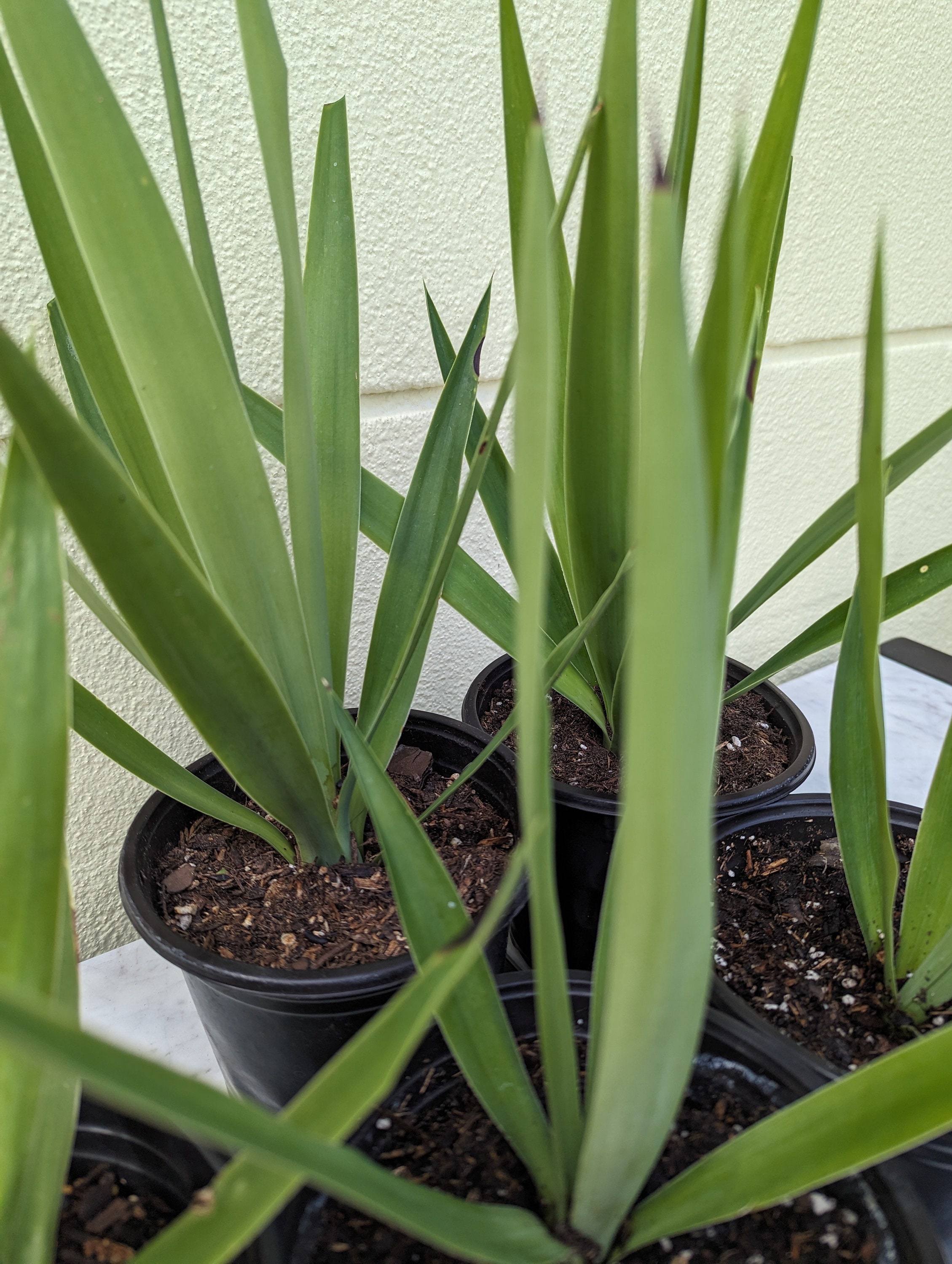 Yucca Elephantipes soft-tip Yucca Spineless Yucca Yucca Gigantea Stick ...