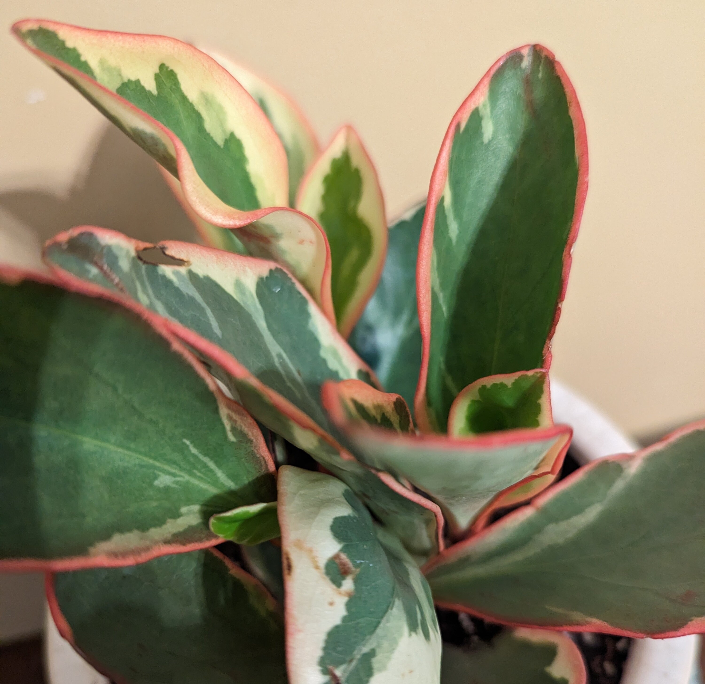 Peperomia Ginny - Peperomia Clusiifolia - Tricolor Peperomia ...