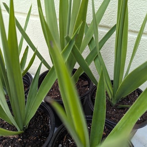 Yucca Elephantipes - ‘soft-tip Yucca’ - Spineless Yucca - Yucca ...