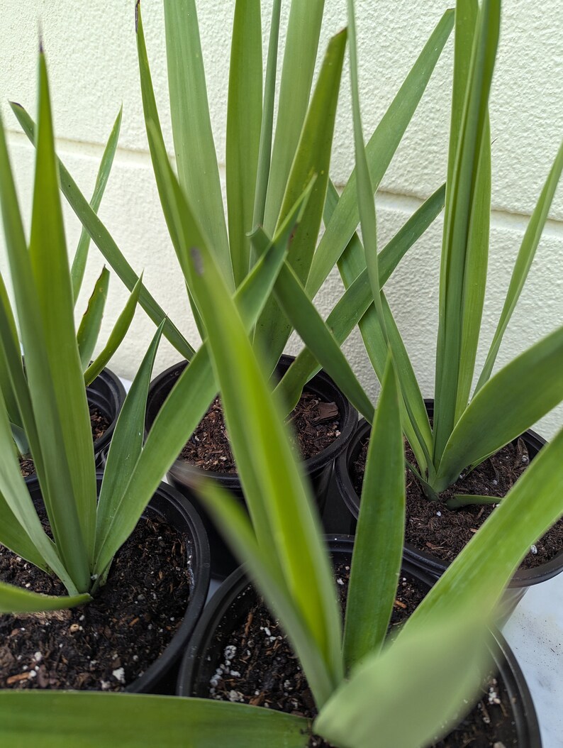 Yucca Elephantipes soft-tip Yucca Spineless Yucca Yucca Gigantea Stick ...
