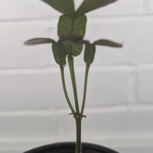 Guama Ice Cream Bean - Pepeto Inga Spectabilis (guamo Macheto, Guaba ...