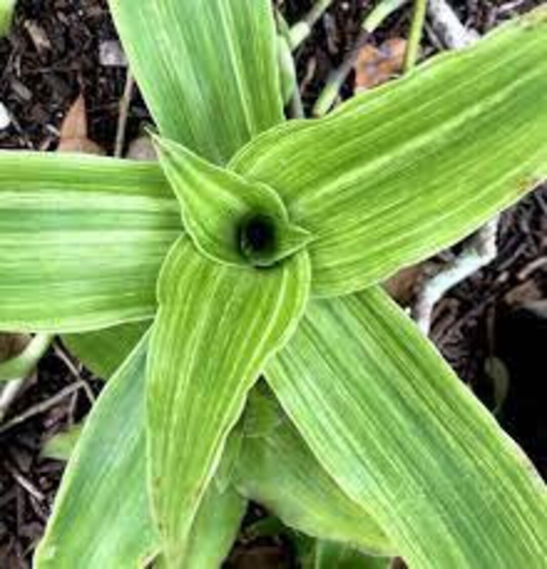 Callisia Variegata Callisia Fragrans Melnikoff Basket Plant Inch Plant ...