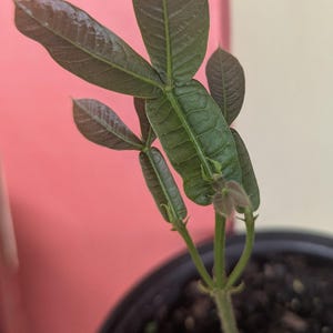 Guama Ice Cream Bean - Pepeto Inga Spectabilis (guamo Macheto, Guaba ...