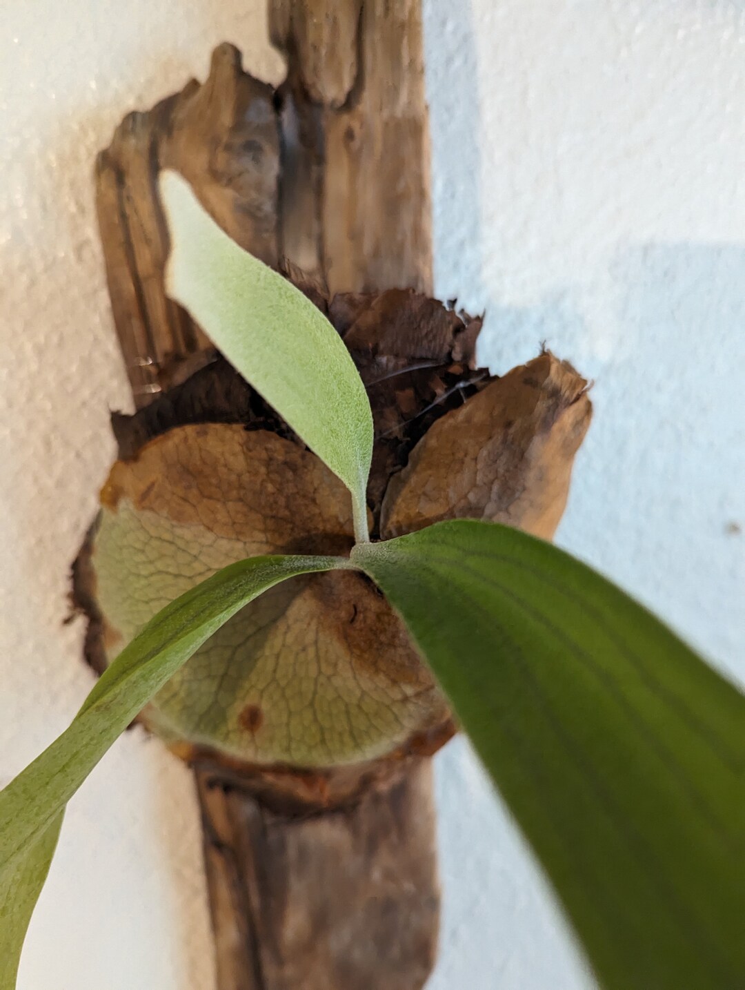 Staghorn Fern Mounted on Vintage Piece of Driftwood W/sawtooth Hook for ...