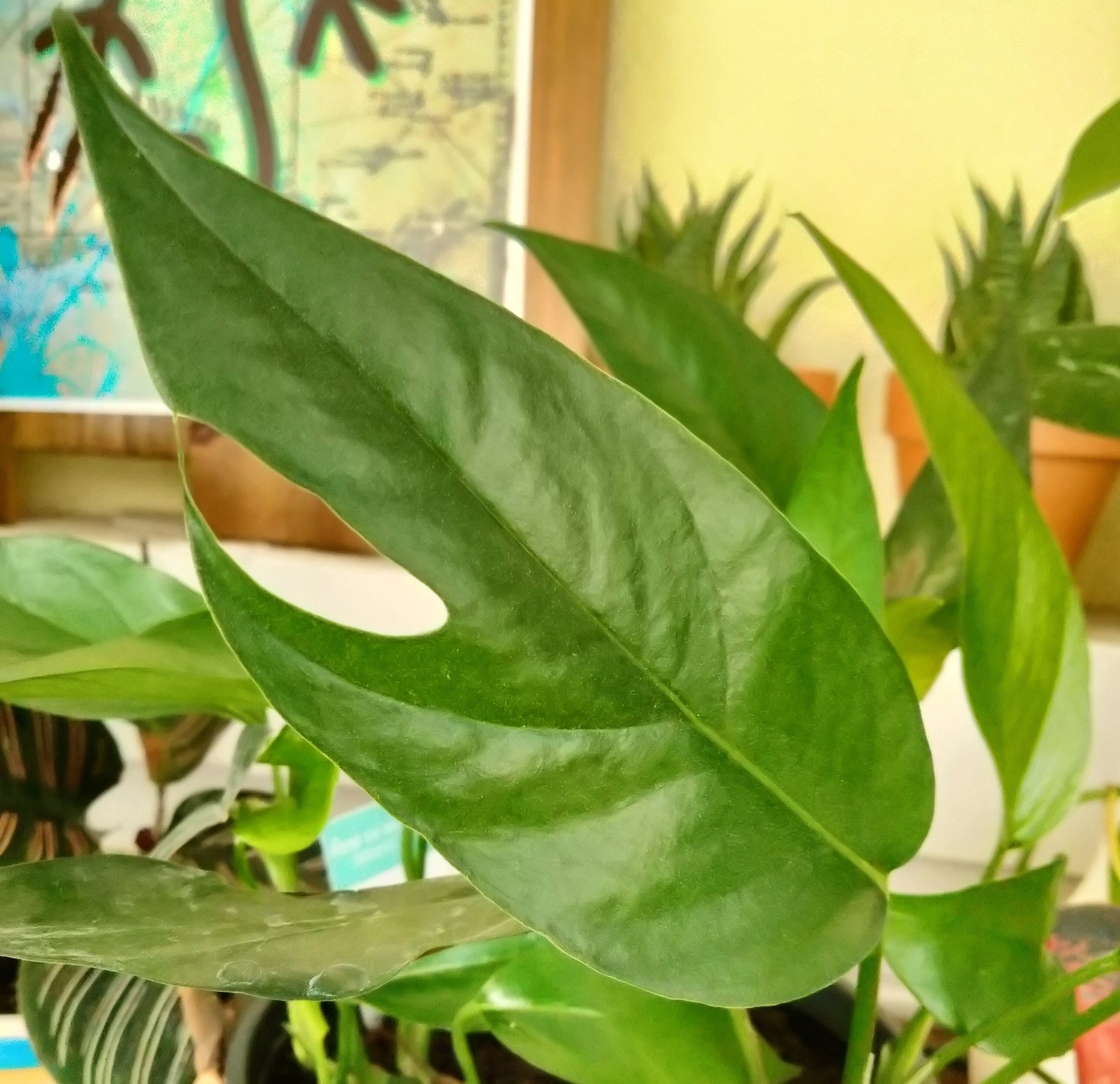 Pothos - Baltic Blue (epipremnum Pinnatum) - Etsy