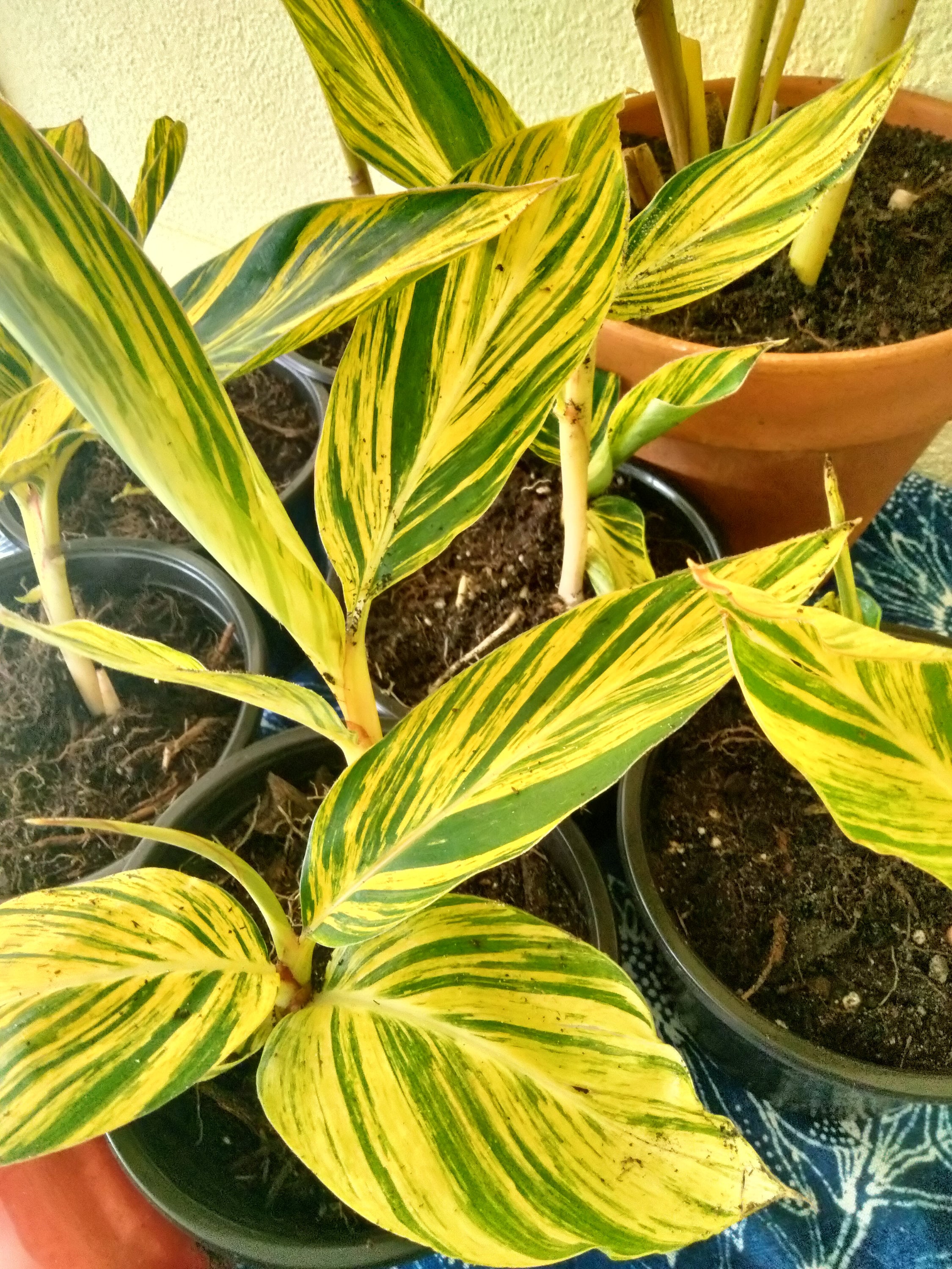Explore Our Ginger Shell Variegated