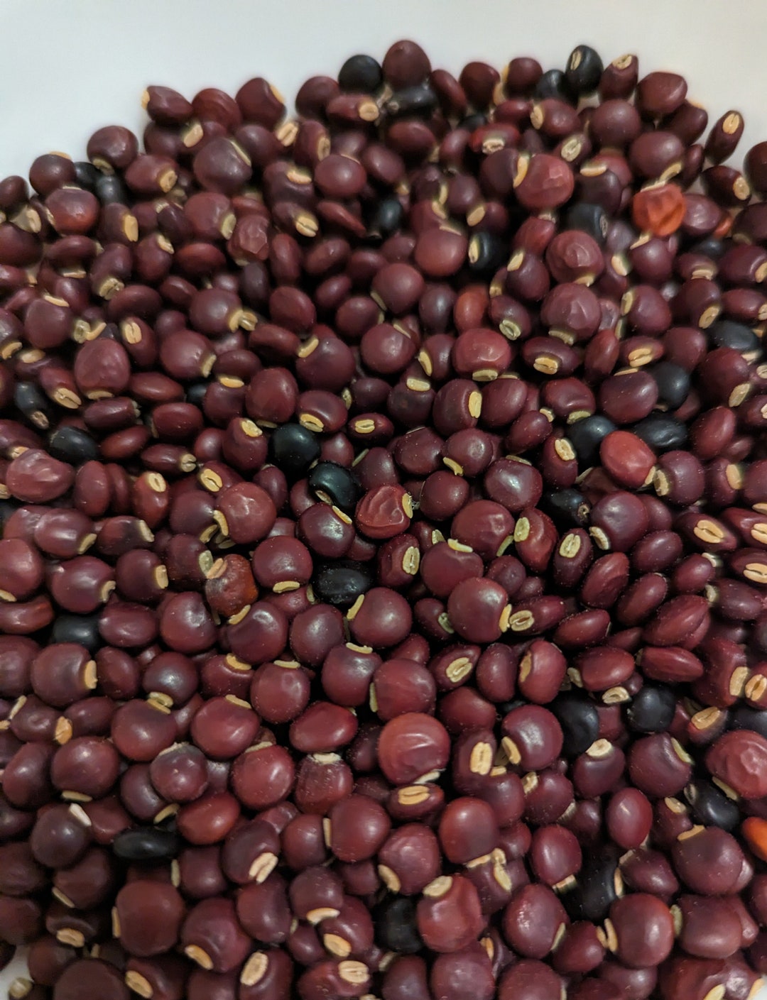 Pigeon Peas (cajanus Cajan) Red Variety - Gandul Rojo (30 Seeds) - Etsy