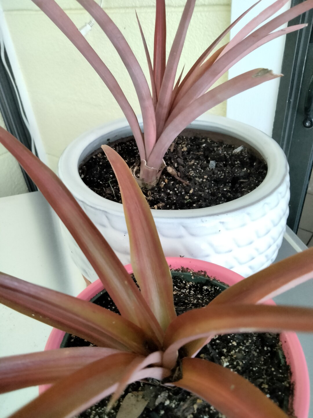 Bromeliad Ananas Lucida Red Spineless Pineapple - Etsy