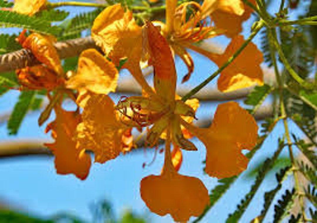 Flamboyant Flamboyan Royal Poinciana Delonix Regia Flame Tree RARE ...