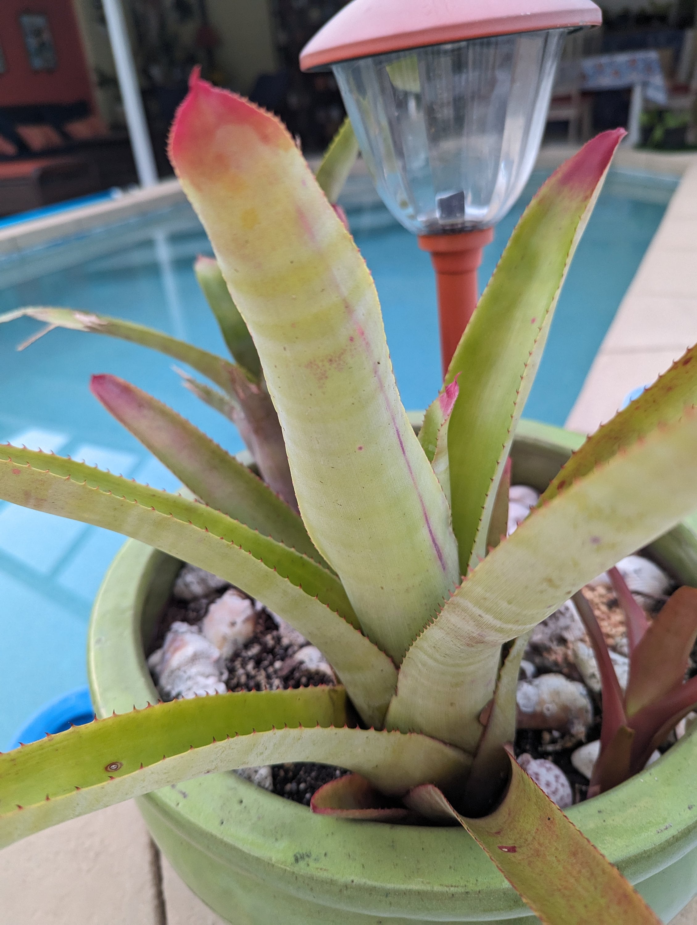 Bromeliad Painted Fingernail Bromeliad Neoregelia Bromeliad Neoregelia ...