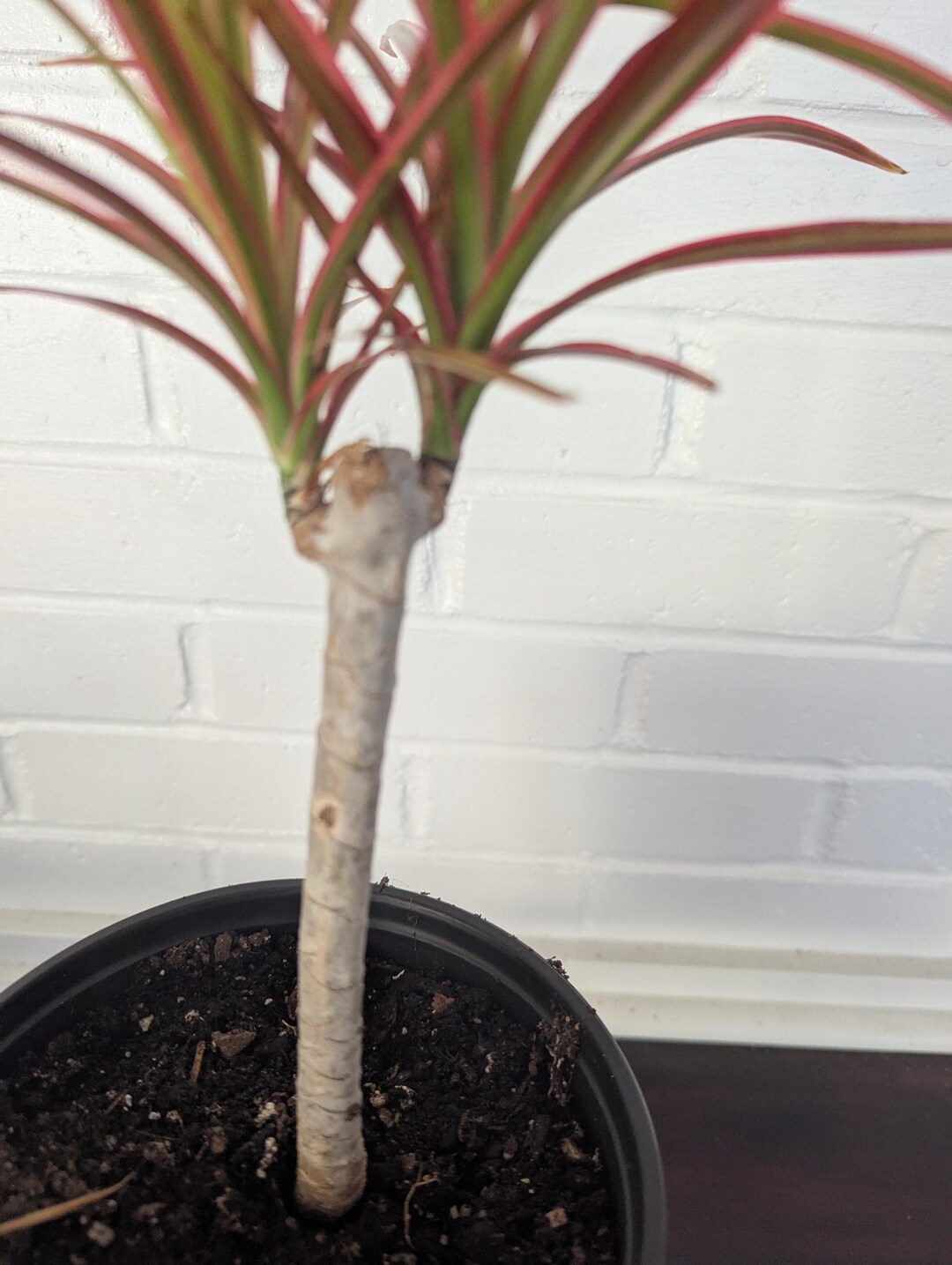 Double Headed - Madagascar Dragon Tree - Dracaena Marginata - Colorama ...
