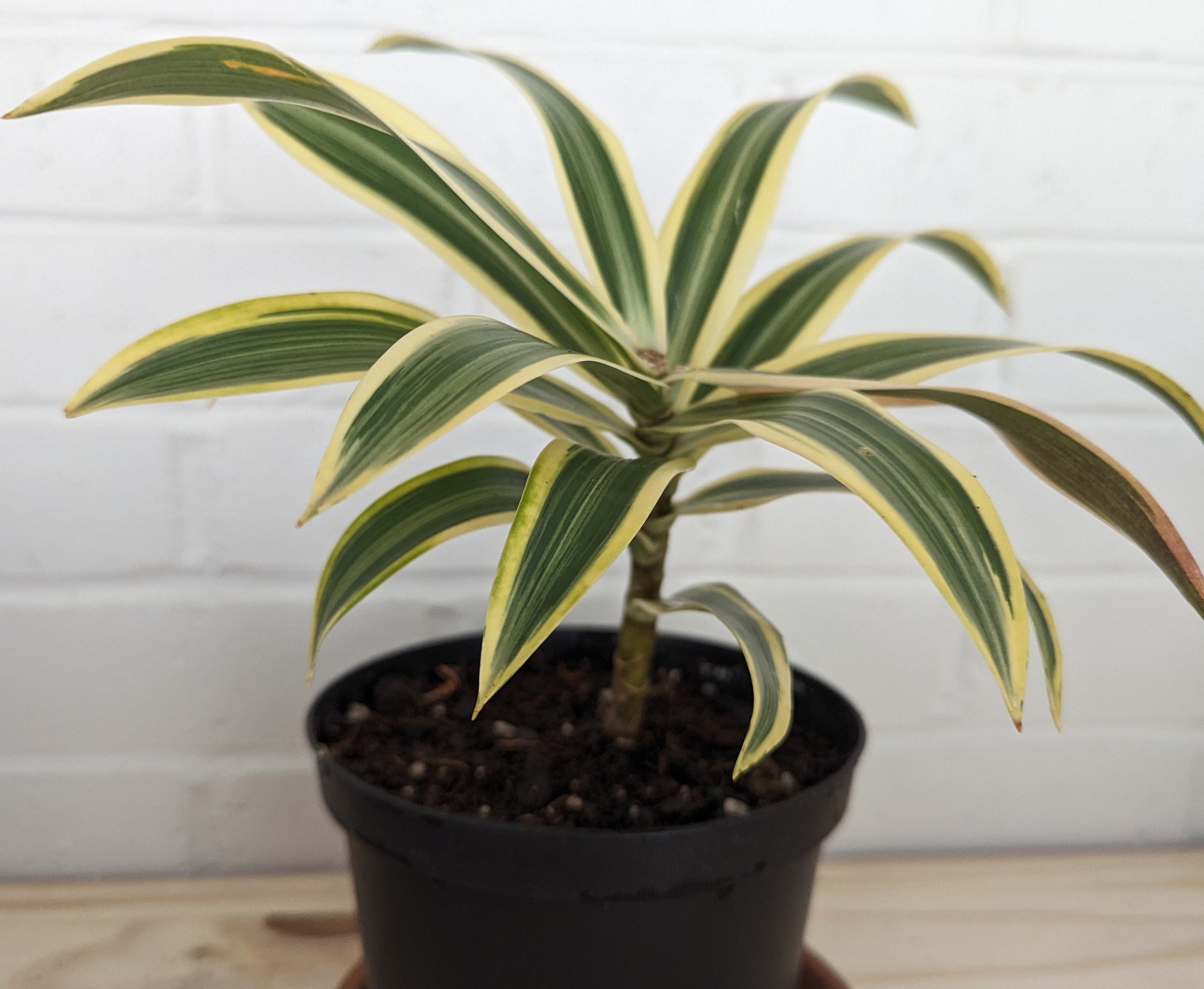 Dracaena Song of India Dracaena Reflexa variegata Dracaena Reflexa ...
