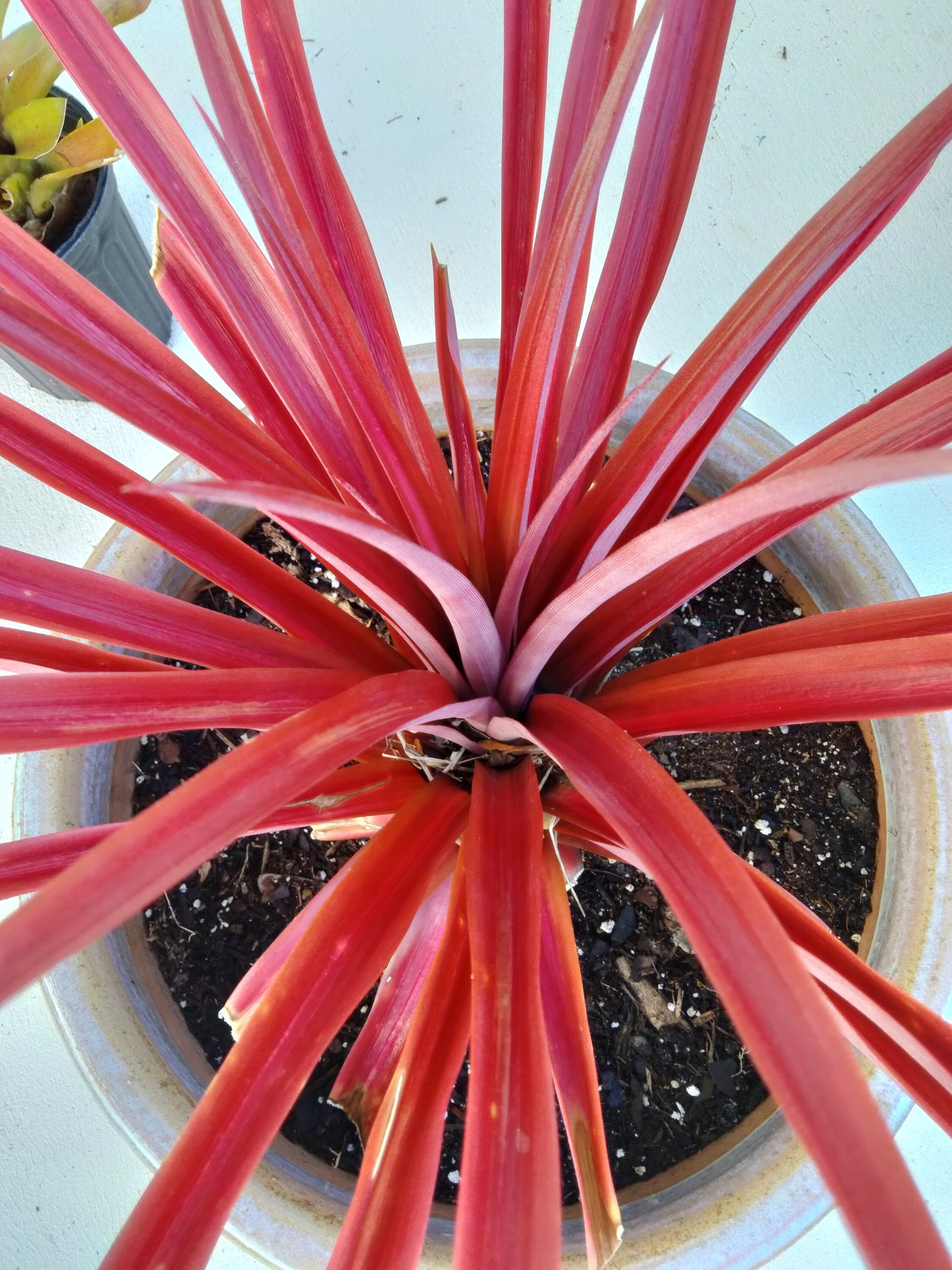 Bromeliad Ananas Lucida Red Spineless Pineapple - Etsy