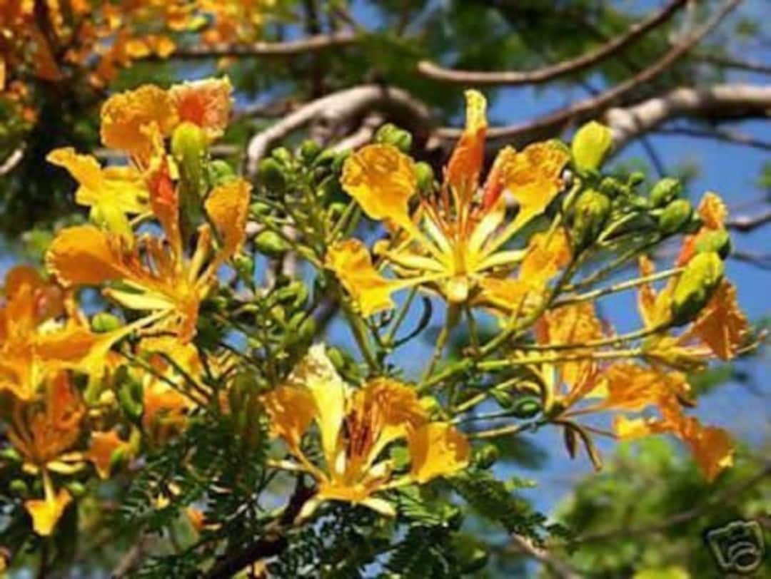 Flamboyan - Yellow Royal Poinciana - Delonix Regia Var. Favida - Flame ...