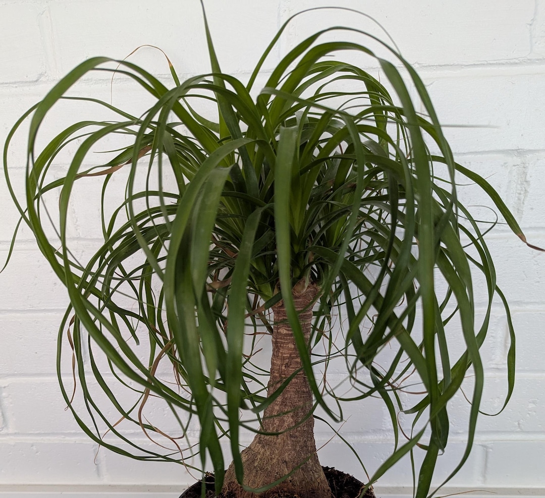 Ponytail Palm With Multiple Heads - Beaucarnea Recurvata - Elephant's ...