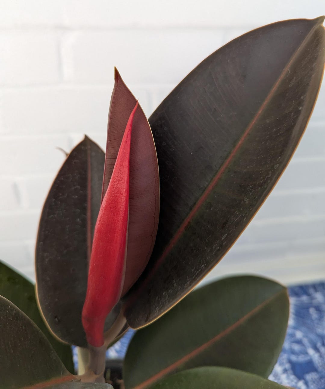 Ficus - Rubber Tree Plant - Ficus Elastica 'robusta' - 18+ Inches Tall ...