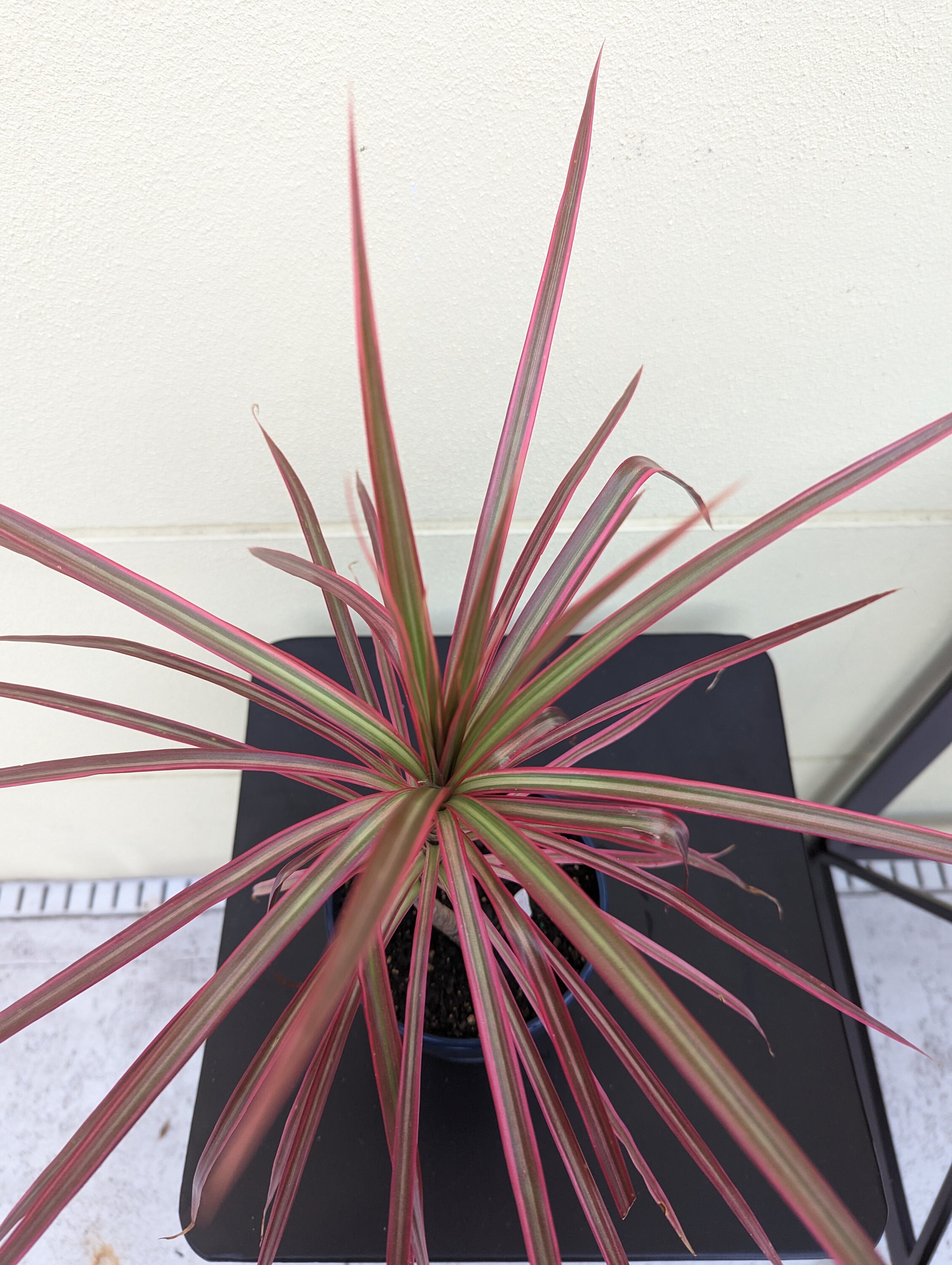 Madagascar Dragon Tree - Dracaena Marginata - Colorama - Etsy