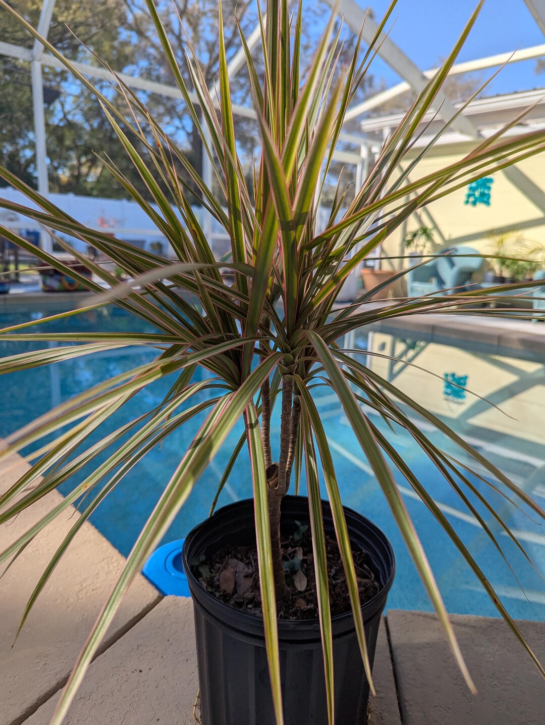 Tall 24+" - Multihead - Madagascar Dragon Tree - Dracaena Marginata ...