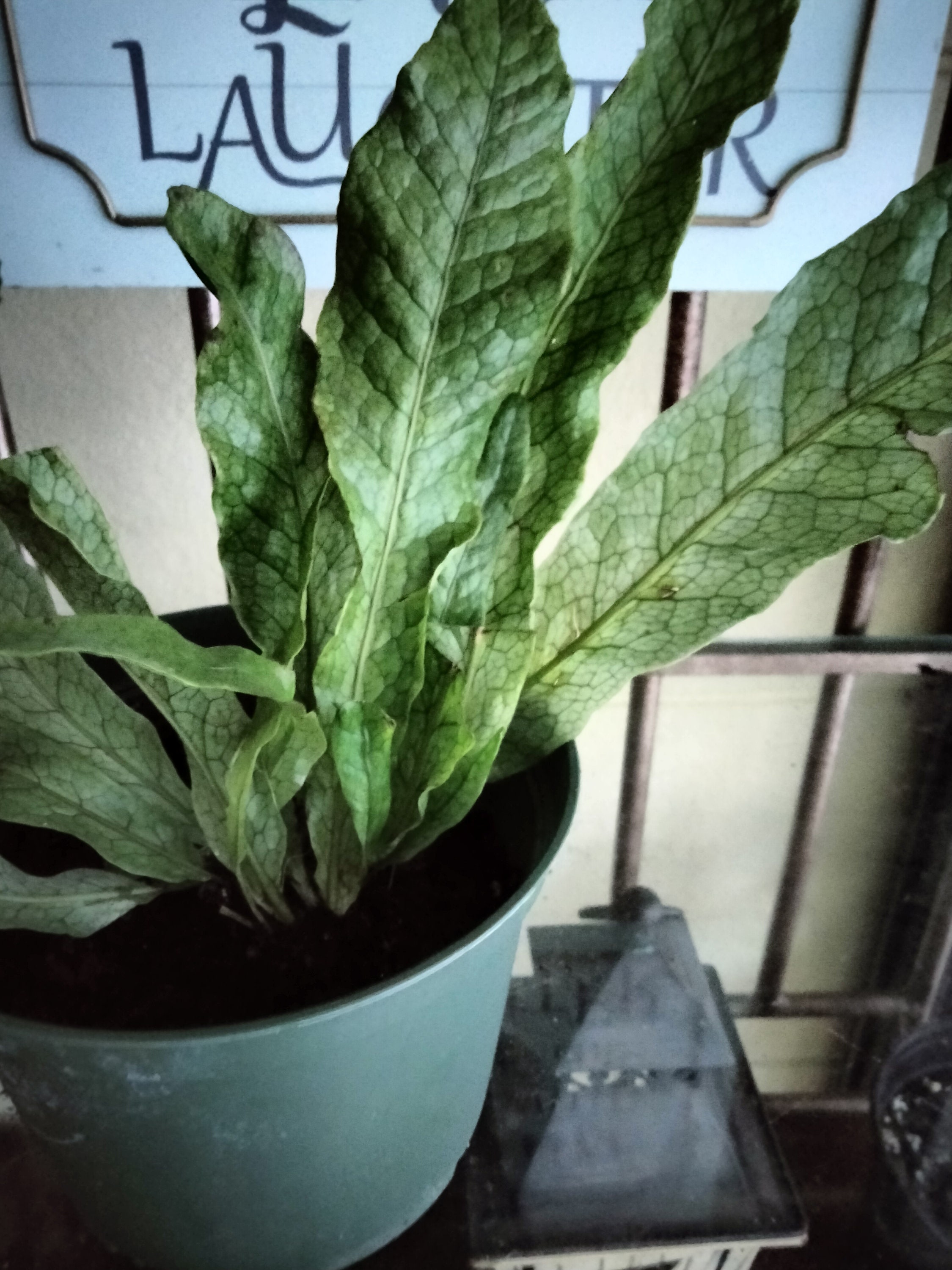 Crocodile Fern Microsorum Musifolium 'crocodyllus' - Etsy