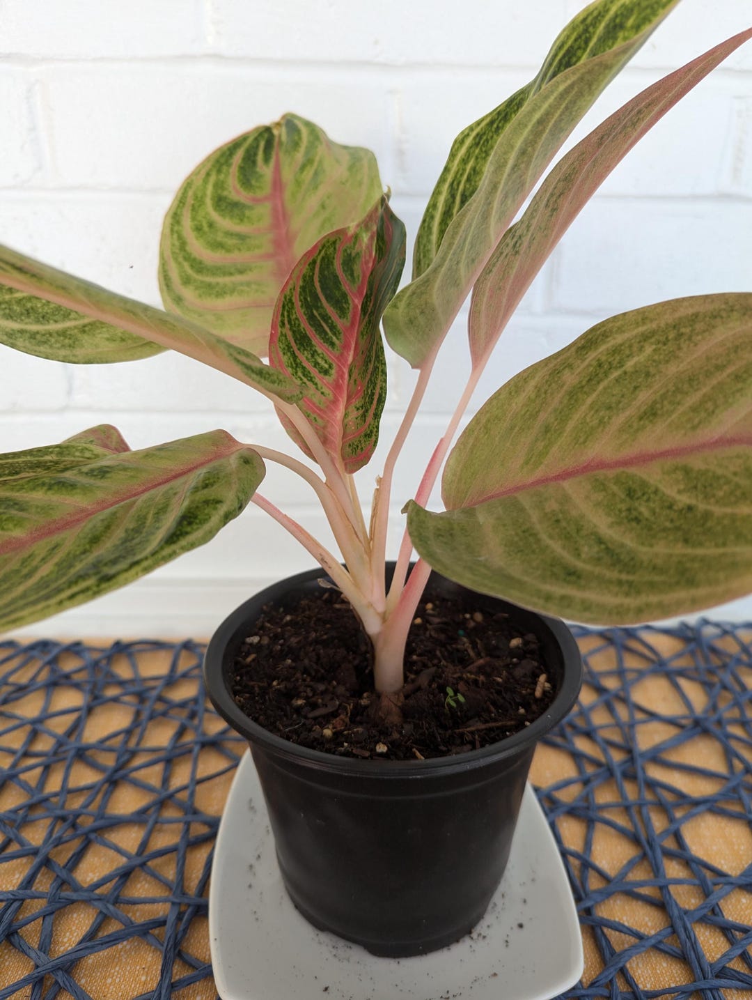 Aglaonema - Golden Papaya - Chinese Evergreen - Etsy