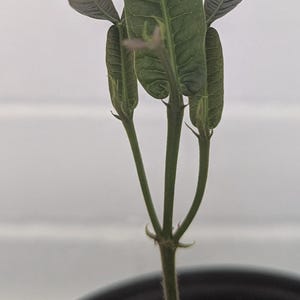 Guama Ice Cream Bean - Pepeto Inga Spectabilis (guamo Macheto, Guaba ...