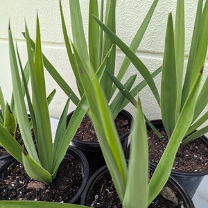 Yucca Elephantipes - ‘soft-tip Yucca’ - Spineless Yucca - Yucca ...
