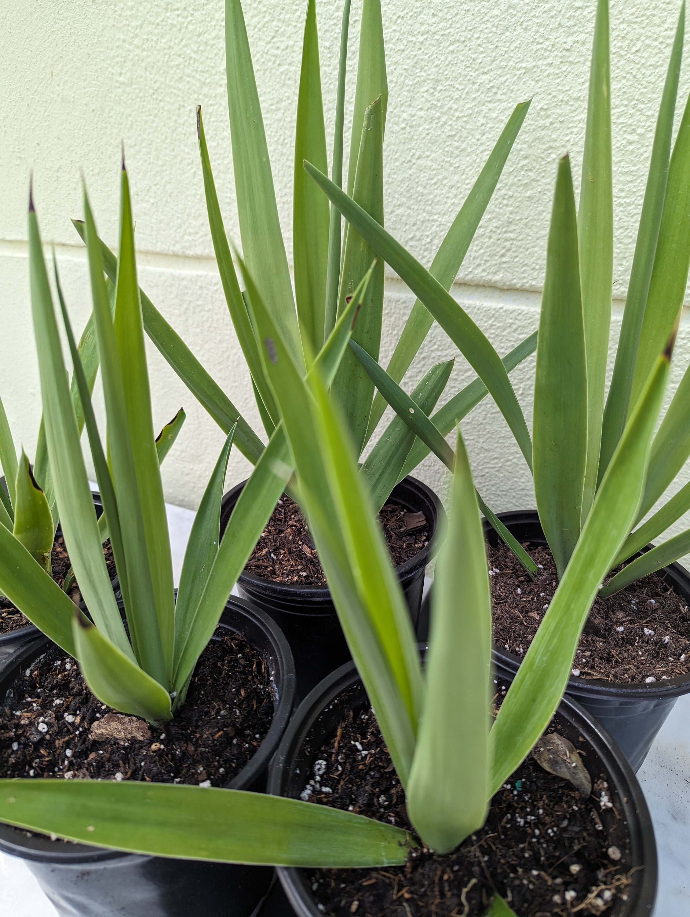 Yucca Elephantipes soft-tip Yucca Spineless Yucca Yucca Gigantea Stick ...