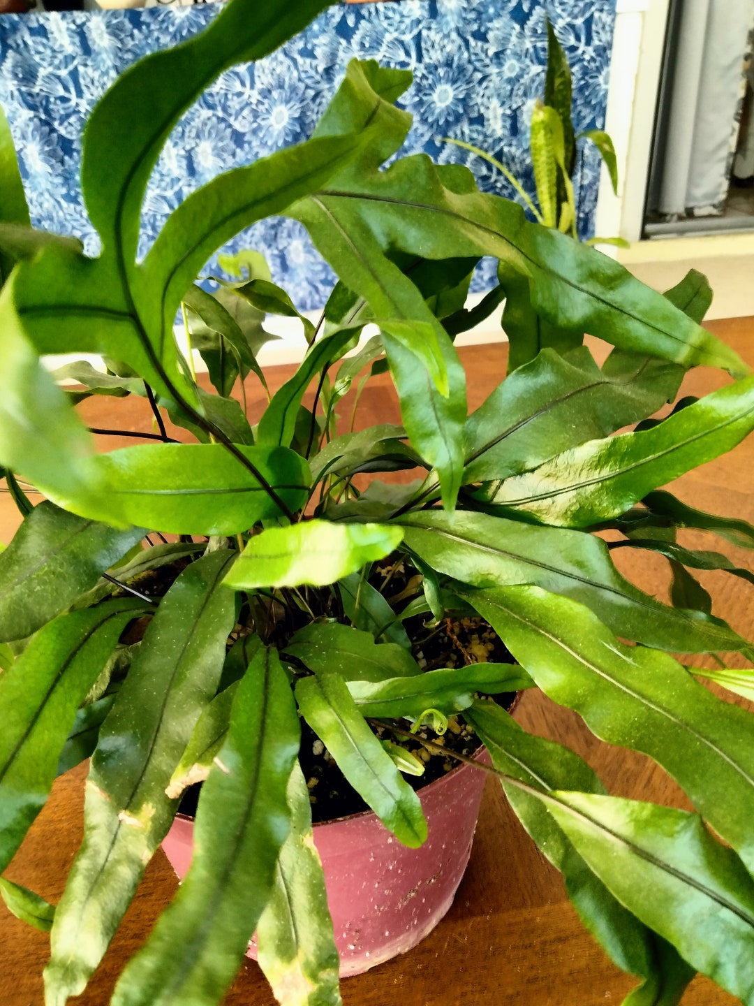 Kangaroo Paw Fern Microsorum Diversifolium - Etsy