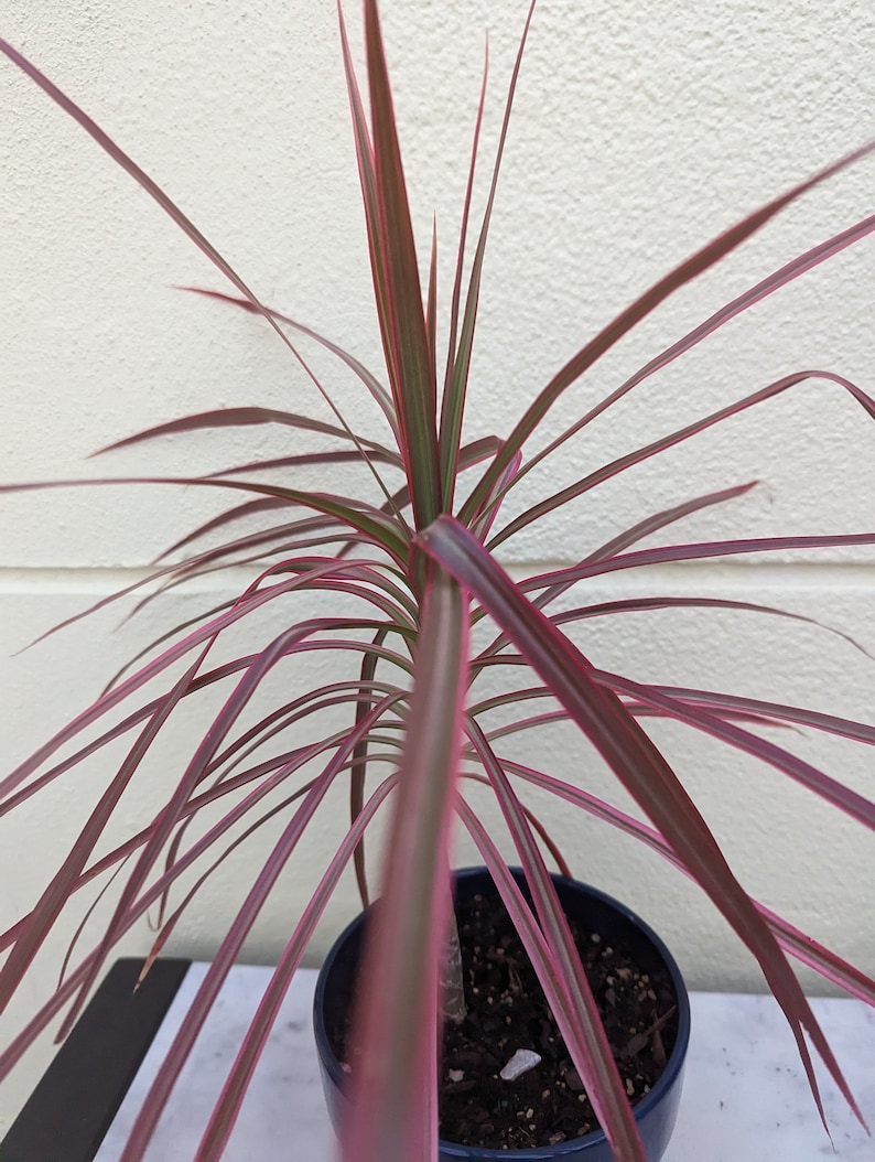 Madagascar Dragon Tree - Dracaena Marginata - Colorama - Etsy