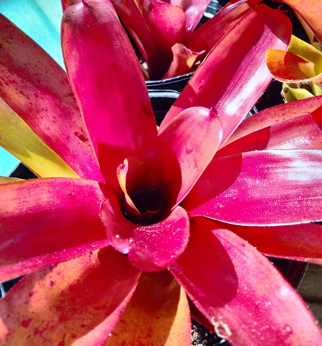 Bromeliad - Neoregelia 'fireball' - Beautiful, Vibrant Red Live Plant ...