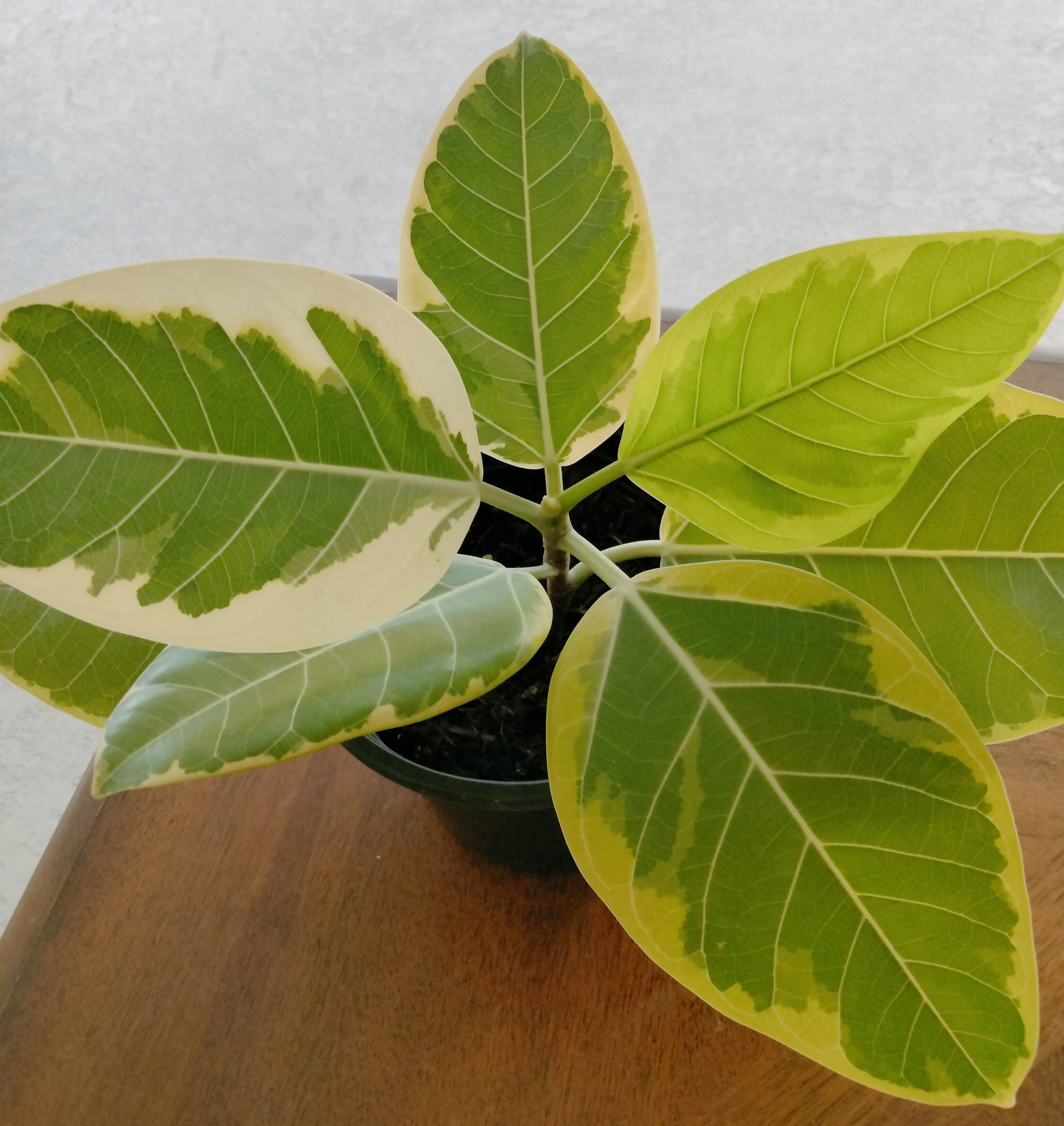 Ficus Ficus Altissima 'yellow Gem' Asian Council Tree - Etsy