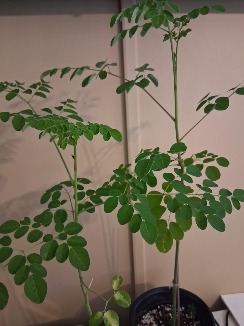 Moringa Oleifera - Tree of Life - Miracle Tree - Ben Oil Tree (edible ...