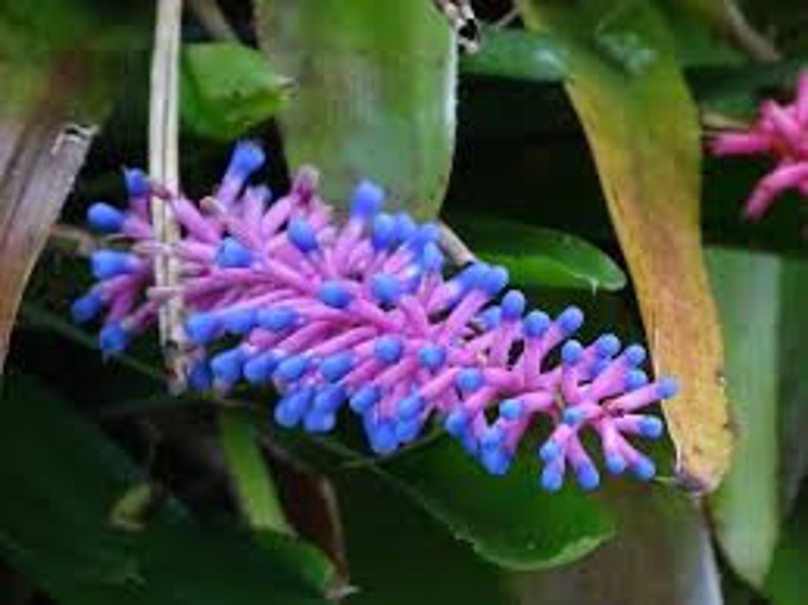 Matchstick Bromeliad Aechmea Gamosepala - Etsy
