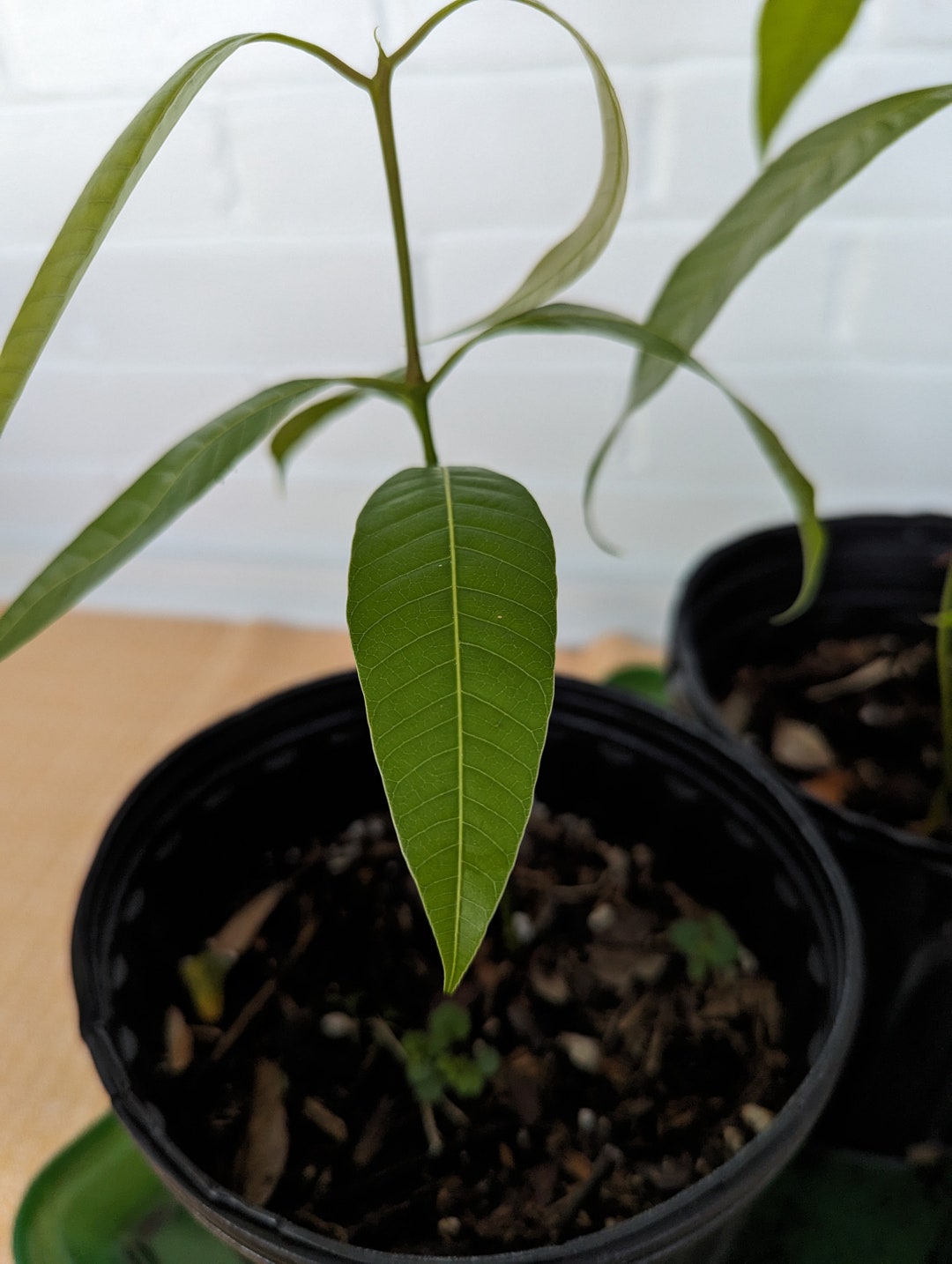 Honey Mango - Ataulfo Mango (seedling: 10-18") - Etsy