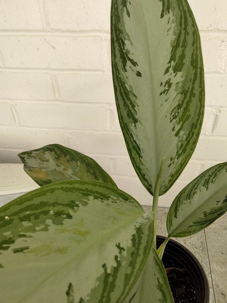 Aglaonema Silver Bay chinese Evergreen - Etsy