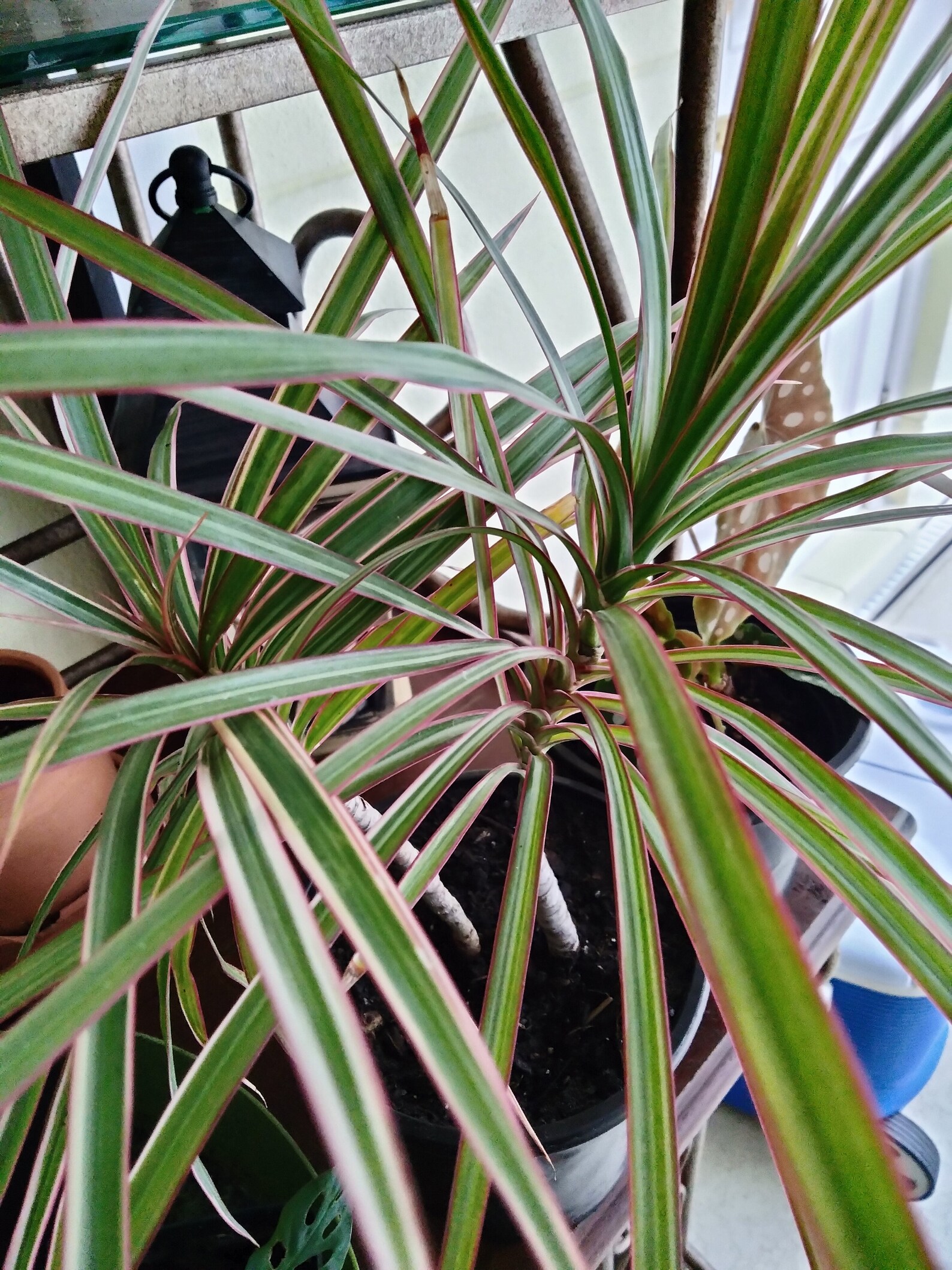 Madagascar Dragon Tree - Dracaena Marginata - Tricolor - Etsy
