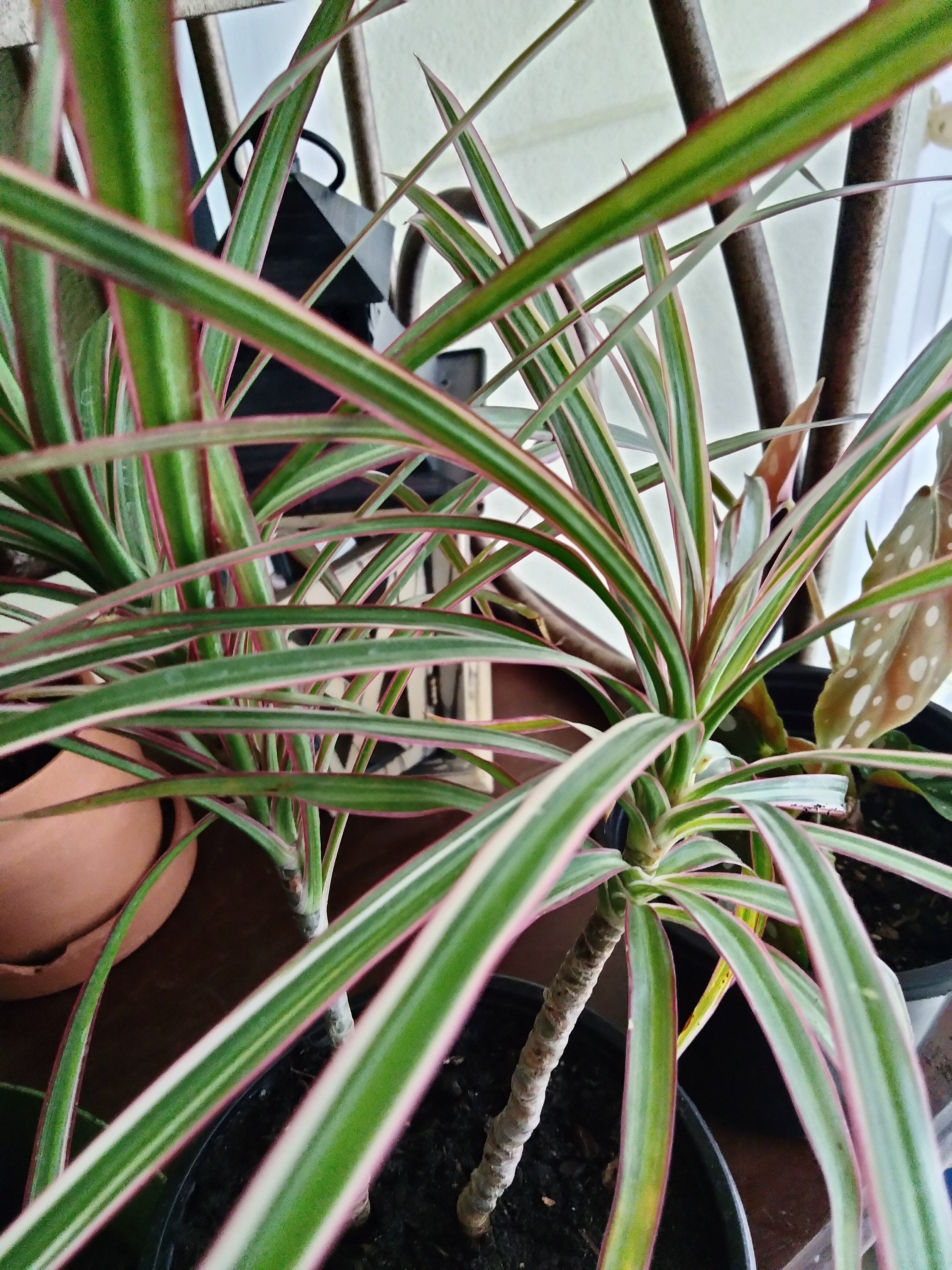 Madagascar Dragon Tree - Dracaena Marginata - Tricolor - Etsy
