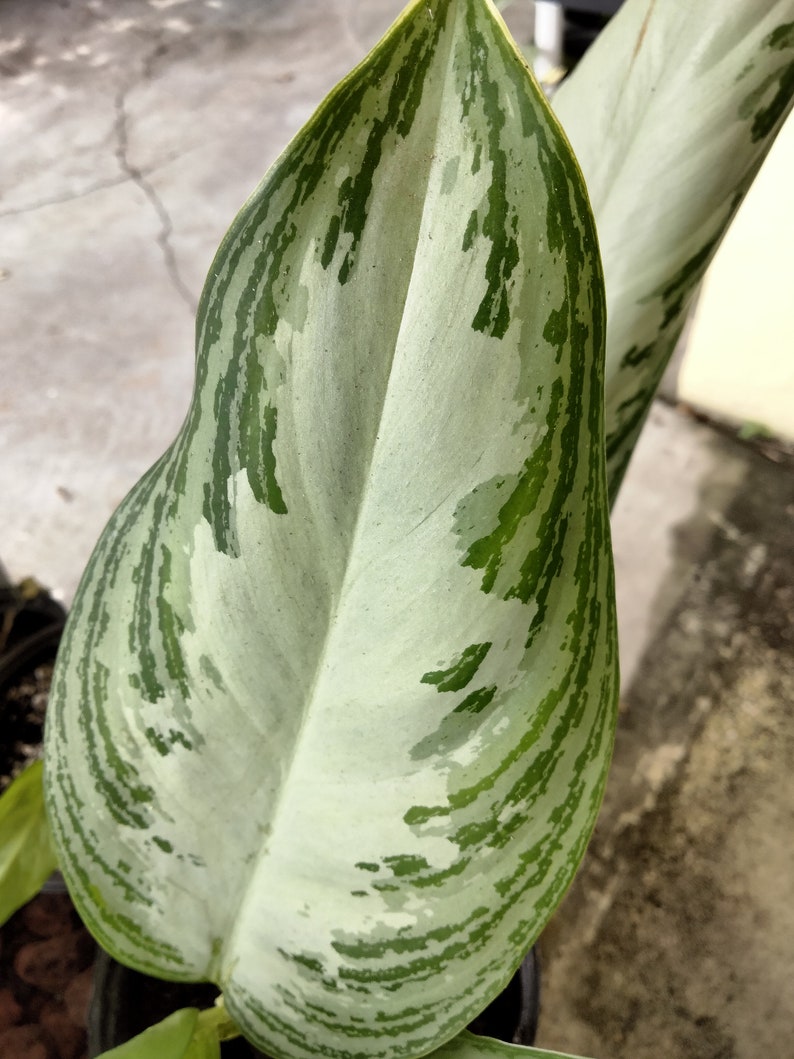 Aglaonema Silver Bay chinese Evergreen - Etsy