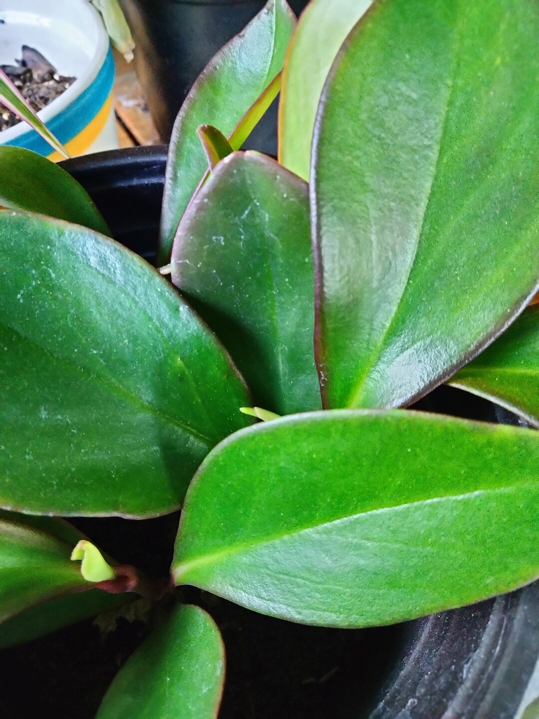 Peperomia Red Margin - Clusiifolia Red Margin - Red Edged Radiator ...