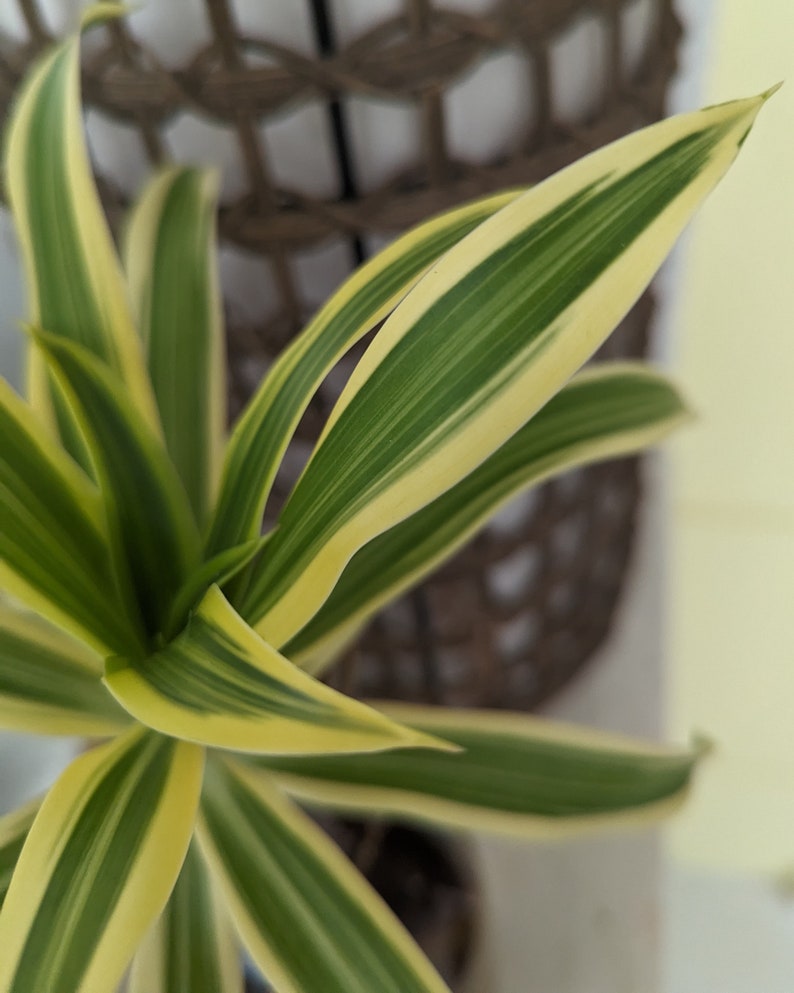 Dracaena Song of India Dracaena Reflexa variegata Dracaena Reflexa ...