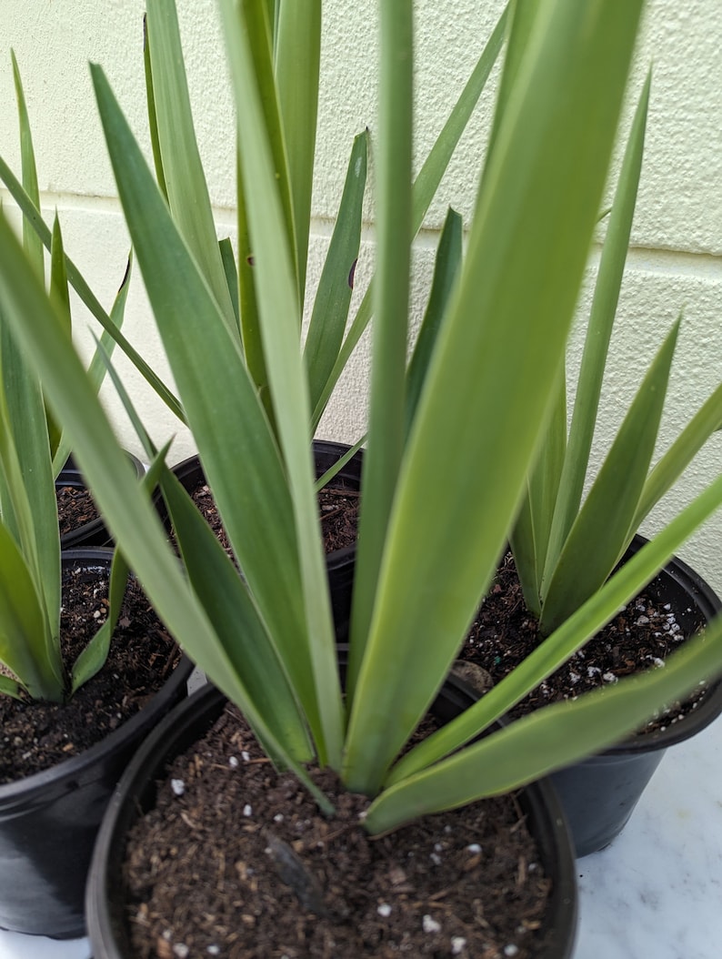 Yucca Elephantipes soft-tip Yucca Spineless Yucca Yucca Gigantea Stick ...