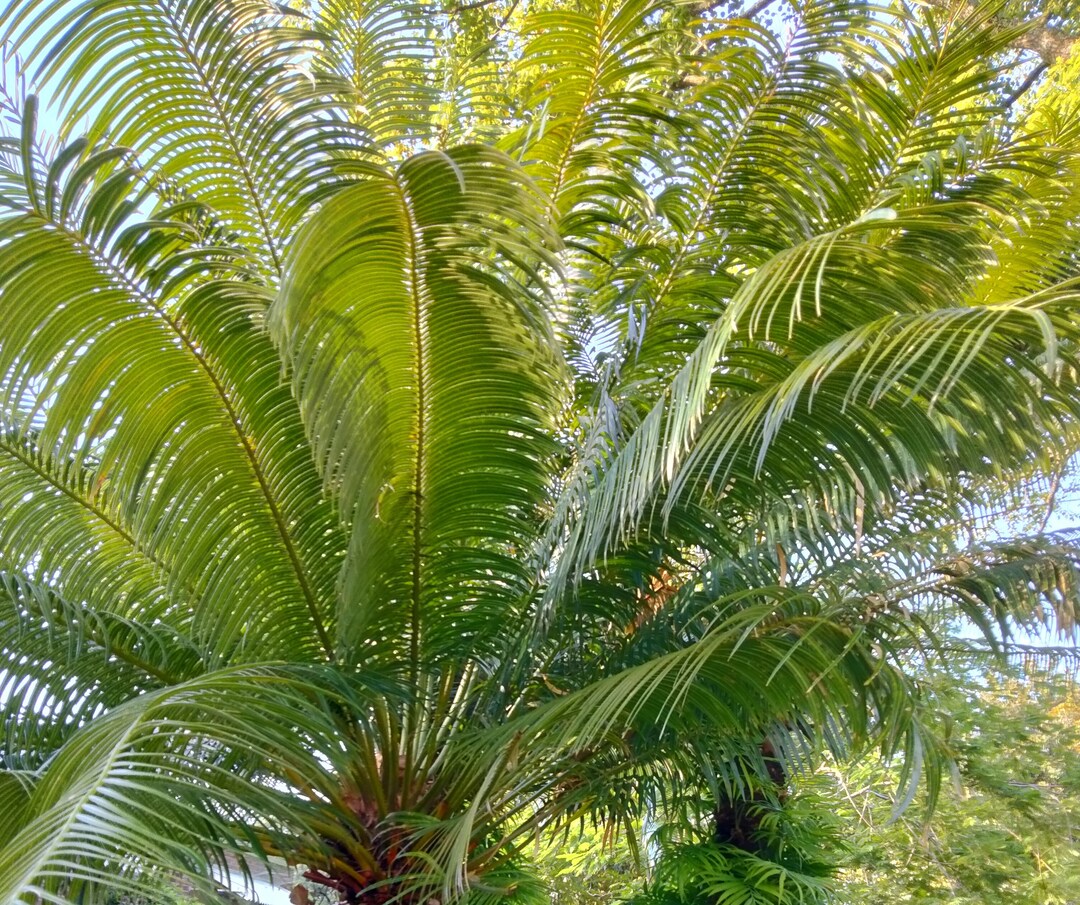 Cycas Thouarsii Madagascar Cycad Queen Sago rooted Pups - Etsy