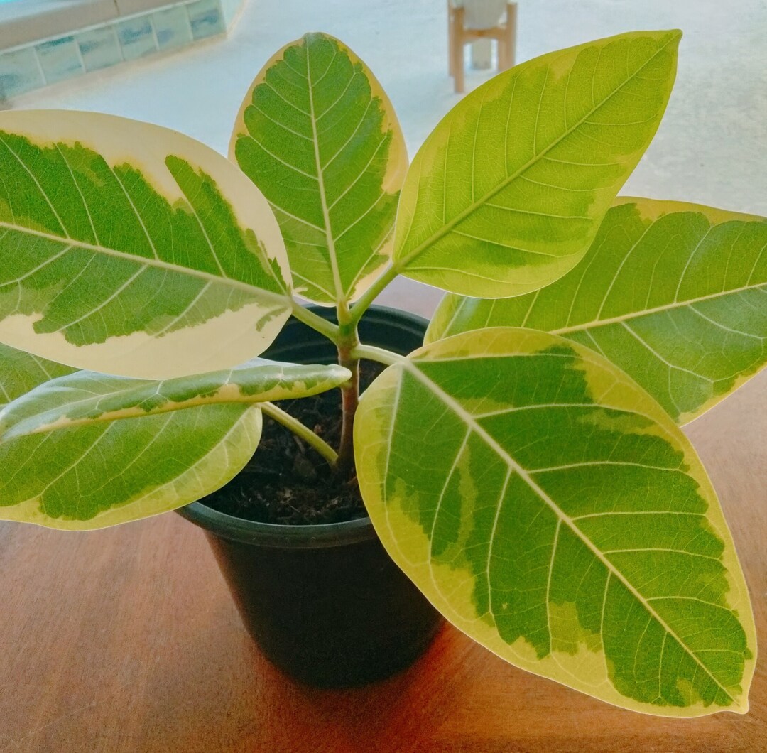Ficus - Ficus Altissima 'yellow Gem' - Asian Council Tree - Etsy