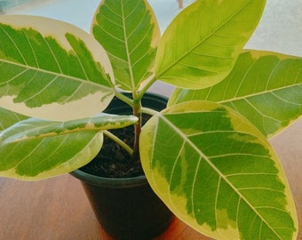 Ficus Altissima Variegated Golden yellow Gem Rubber Tree Rooted Starter ...