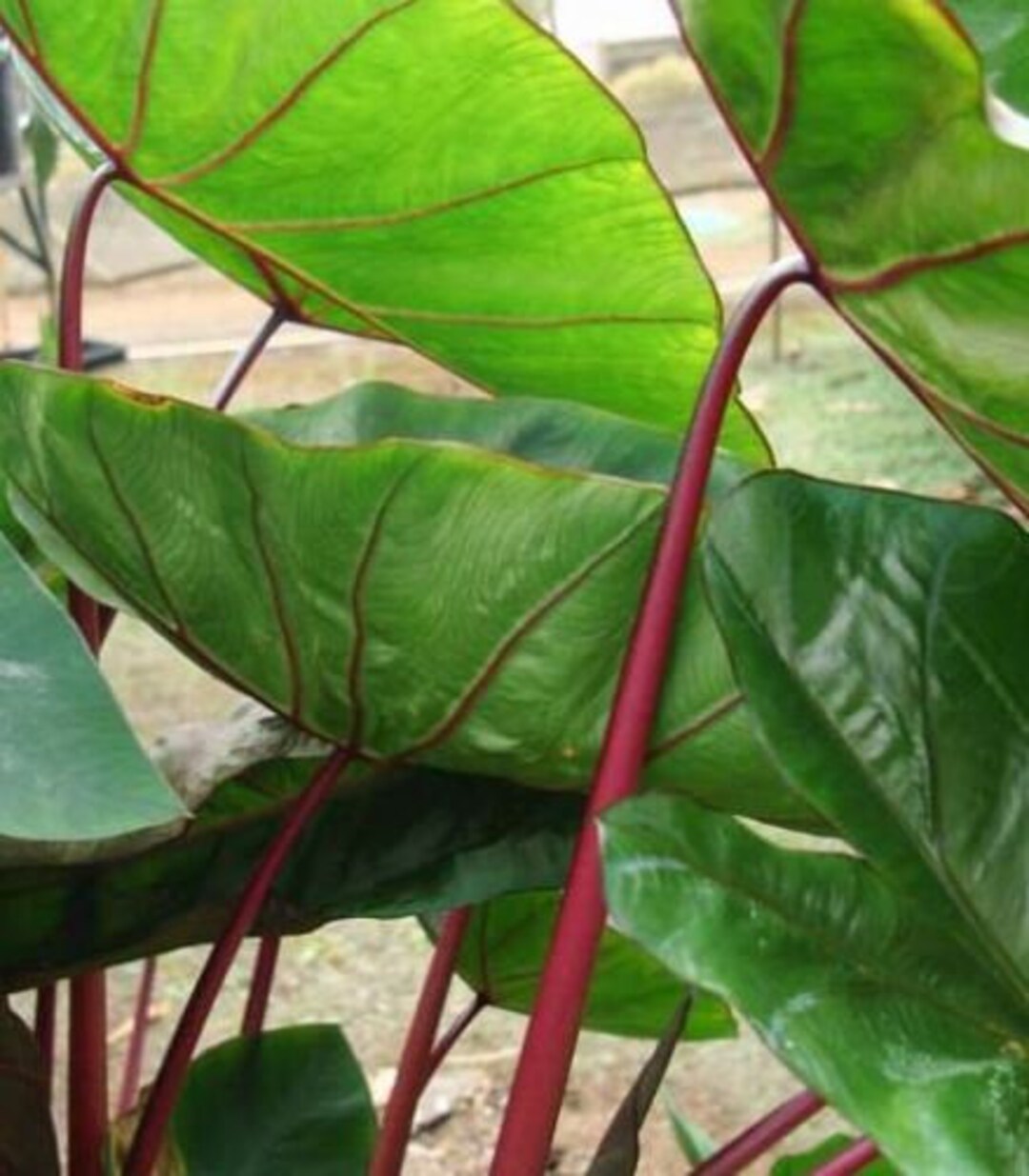 Elephant Ear 'hawaiian Punch' - Colocasia Esculenta (taro) - Etsy