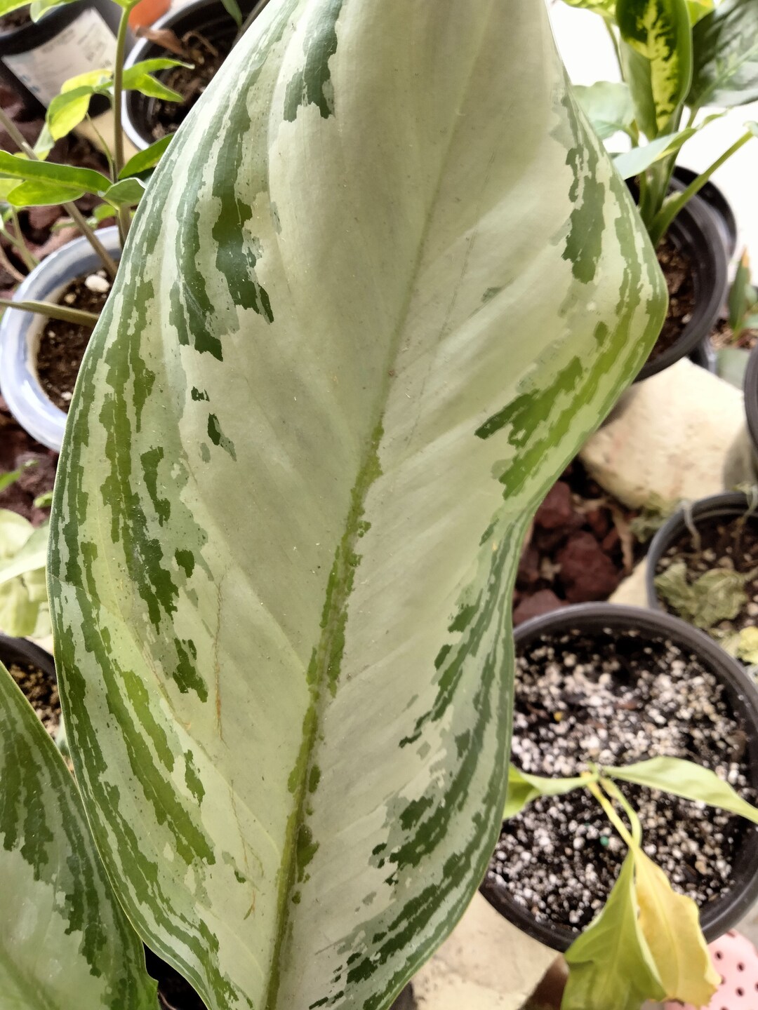 Aglaonema Silver Bay chinese Evergreen - Etsy